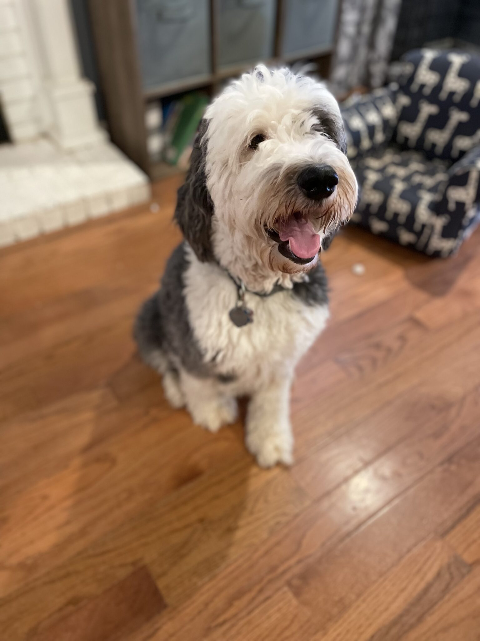 Sheepadoodle Puppy Parents - Davis Family Doodles