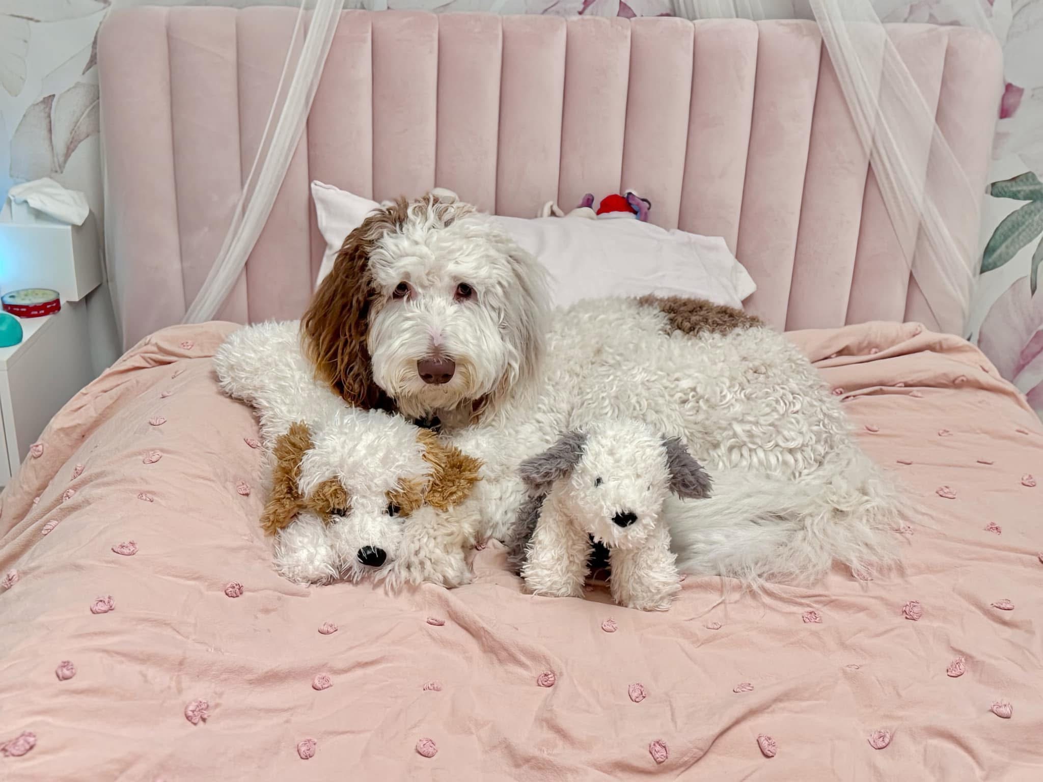 Available Sheepadoodles - Davis Family Doodles