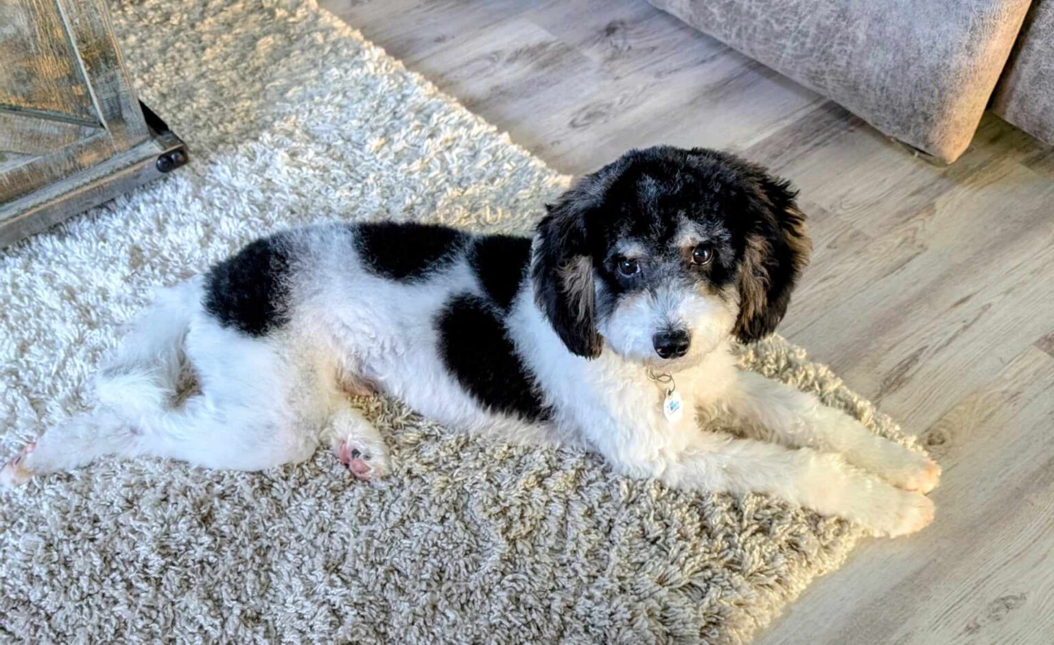 Sheepadoodle Puppy Parents - Davis Family Doodles